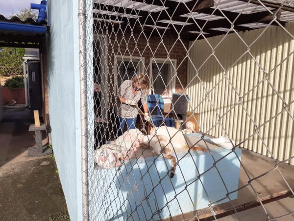 Gallery – East London SPCA