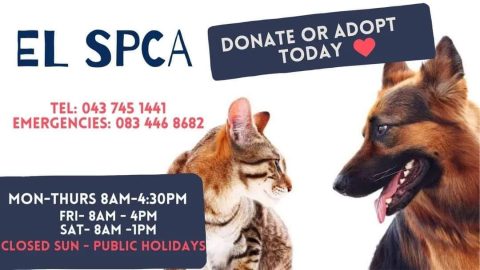 Adopt A Pet - East London SPCA